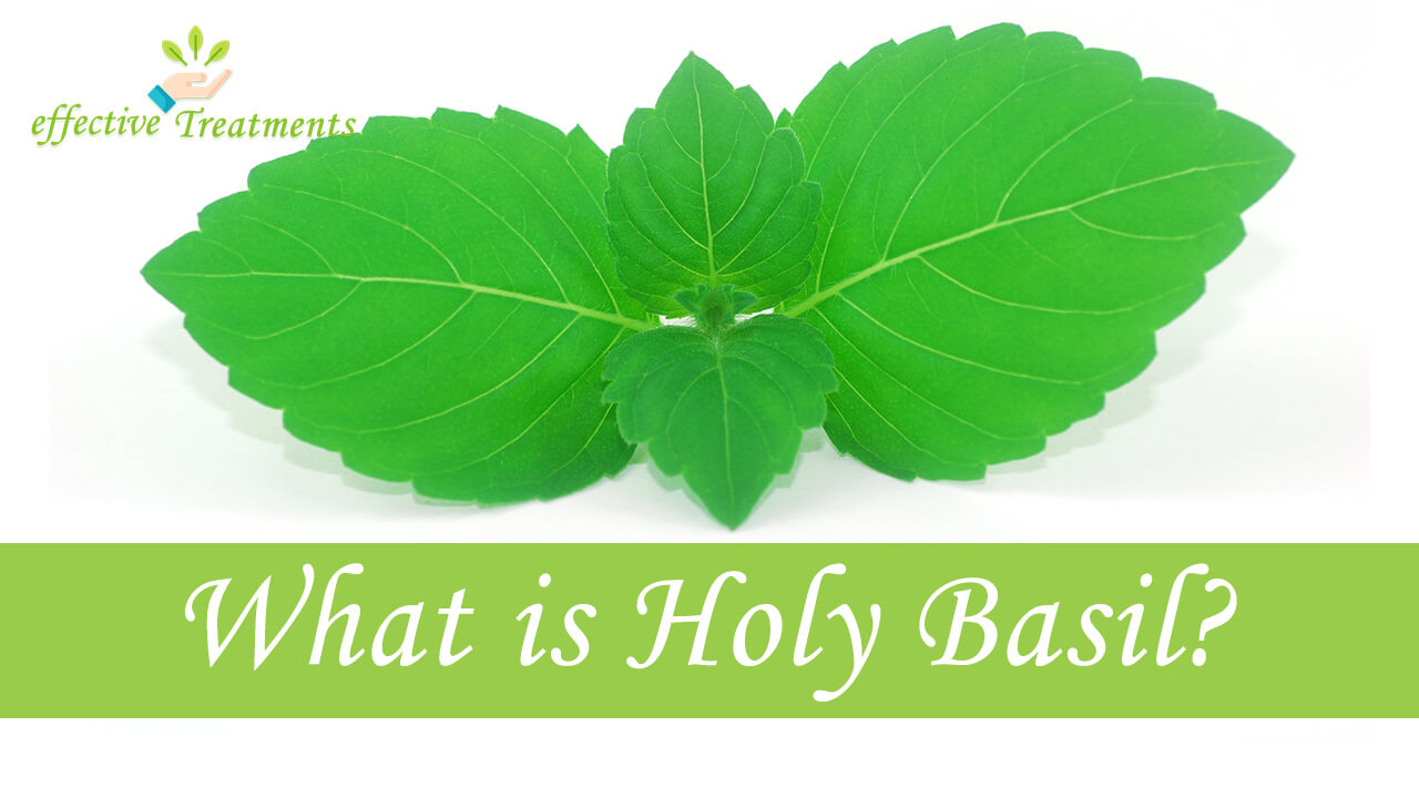 The 9 Holy Basil Benefits (#8 will change your life!)