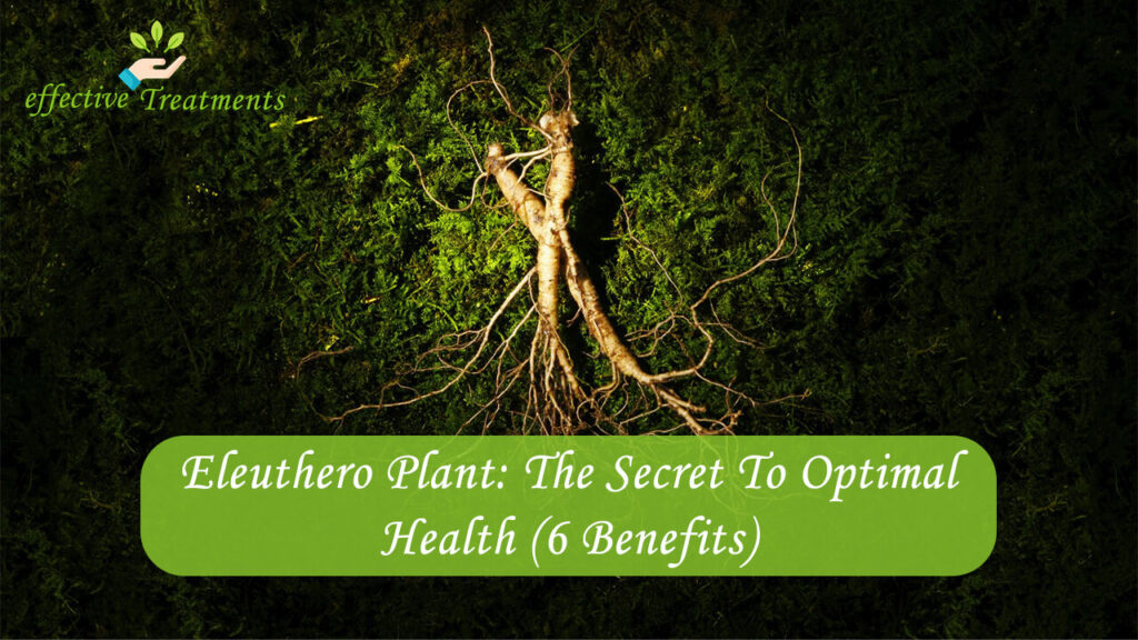 Eleuthero Plant (Siberian Ginseng): 6 Crucial Benefits