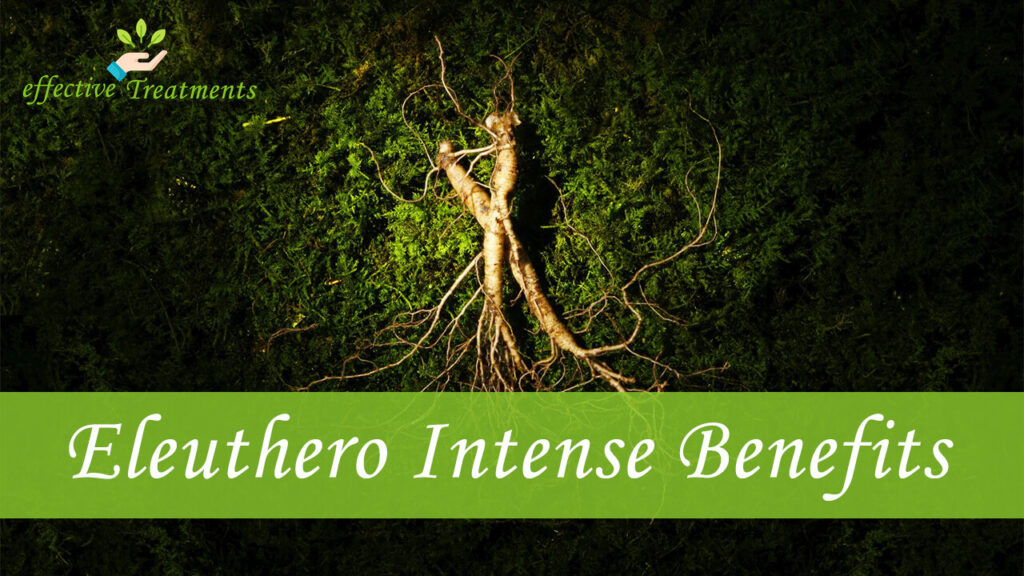 Eleuthero Plant (Siberian Ginseng): 6 Crucial Benefits