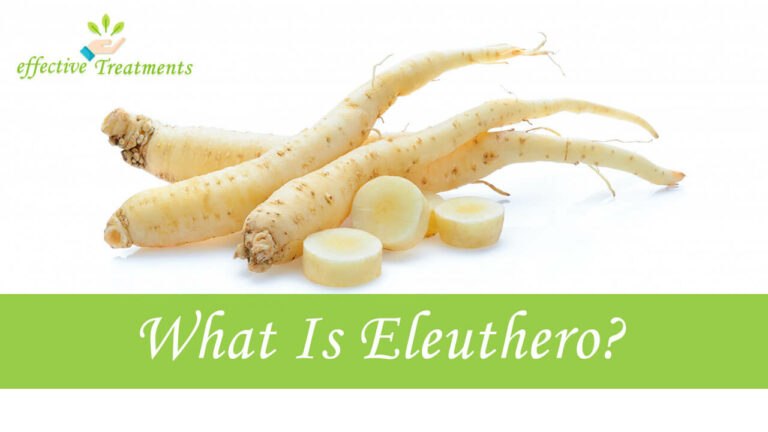 Eleuthero Plant (Siberian Ginseng): 6 Crucial Benefits