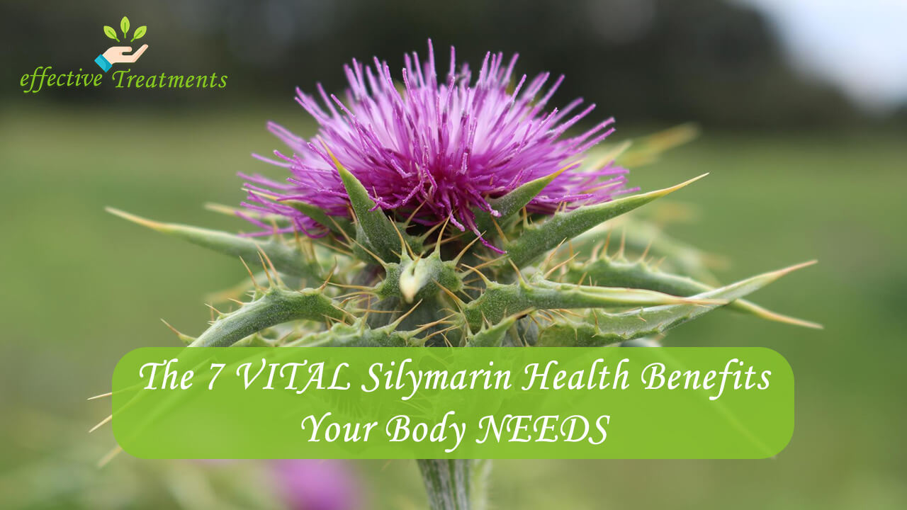 The 7 VITAL Silymarin Health Benefits Your Body NEEDS