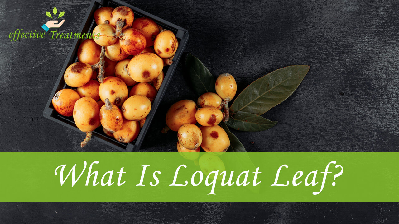 10 Amazing Loquat Leaf Health Benefits For Your ENTIRE Body