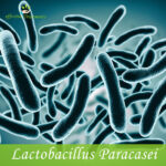 10 Amazing Health Benefits of Lactobacillus Paracasei for Your Body