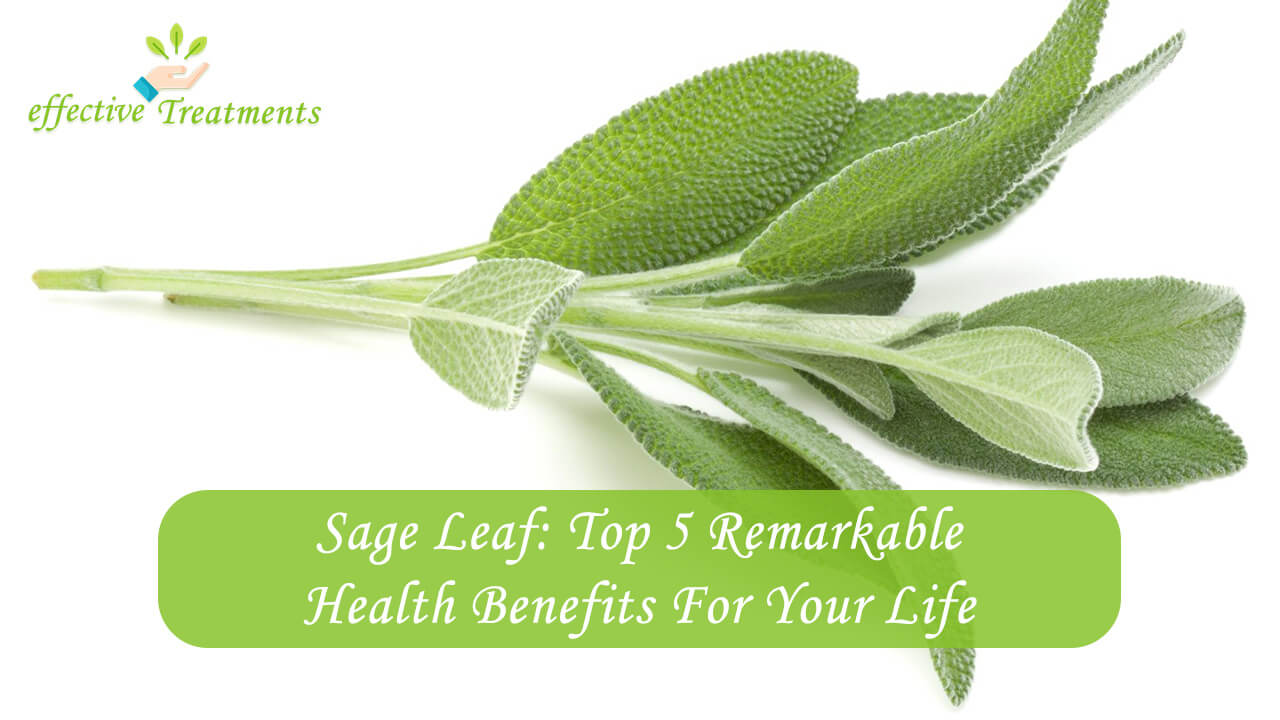 Sage Leaf: Top 5 Remarkable Health Benefits For Your Life