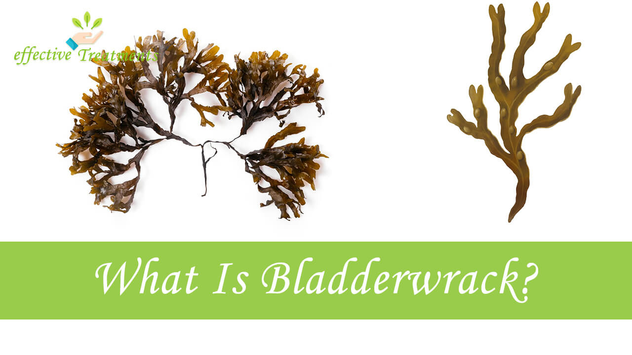 Top 10 VITAL Bladderwrack Health Benefits For Your Body