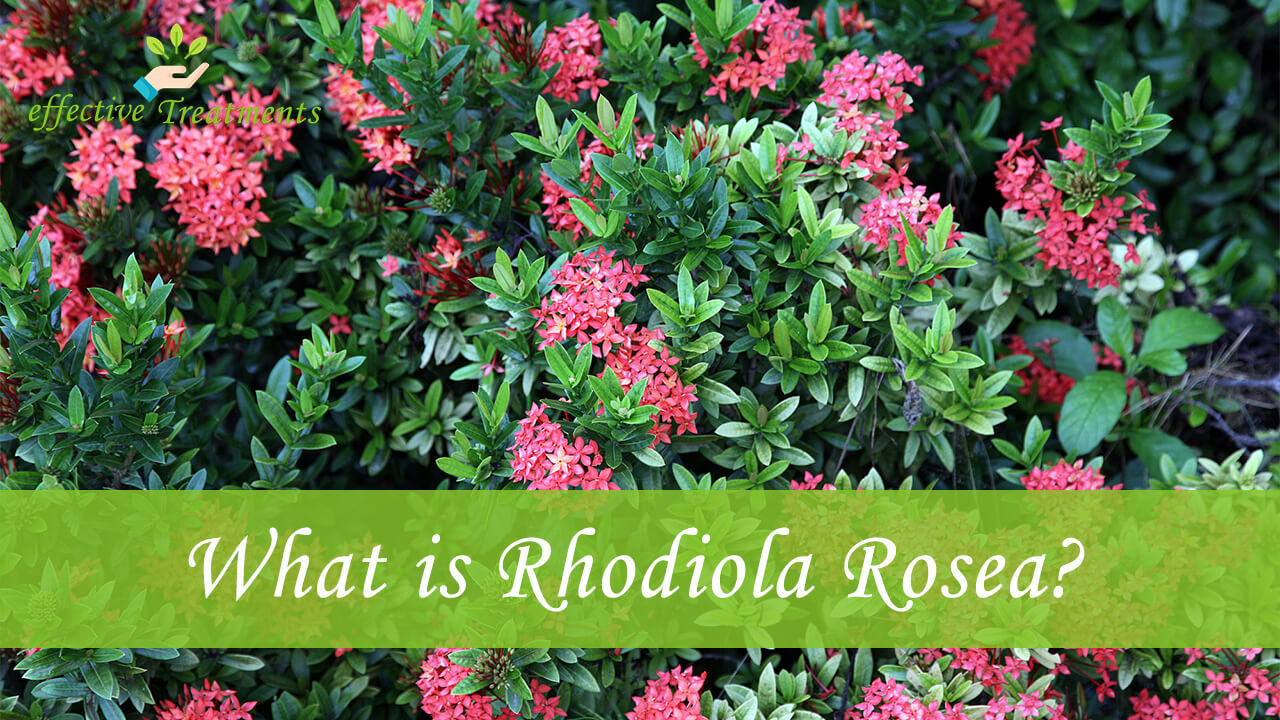 Rhodiola Rosea: 10 Amazing Health Benefits For Your Body